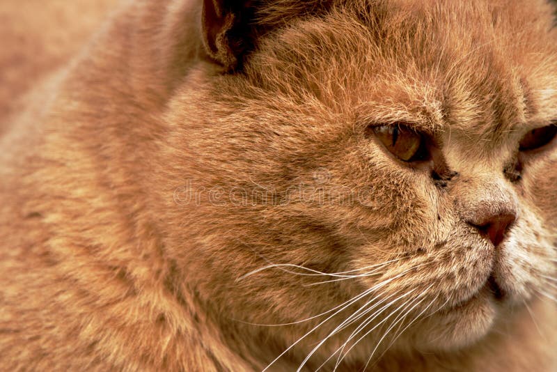 Close-up of Animal Portrait of Fluffy Red Cat Stock Image - Image of ...