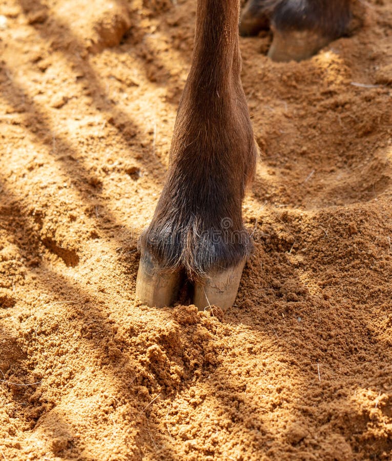 Close-up of an Animal S Hooves on Sandy Ground Stock Image - Image of ...