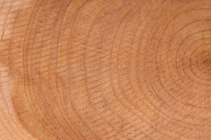Log Rings stock photo. Image of forestry, lumber, circular - 3141810