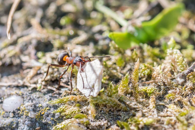 Close-up of an Ant Carrying a Piece of Eggshell Stock Photo - Image of ...