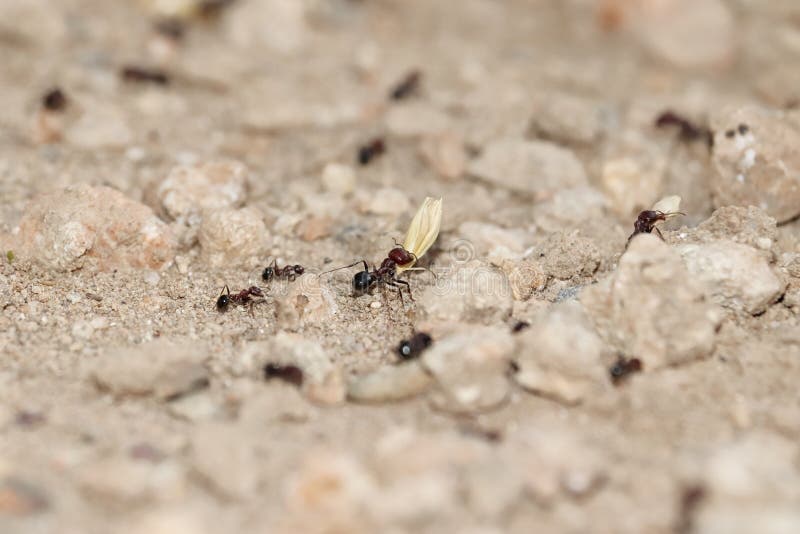 An Ant Carrying Wheat Husk from the Field Stock Image - Image of ...