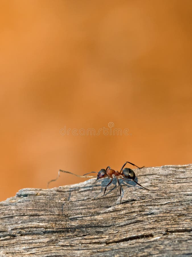 Close-up of an Ant, Formicidae, on a Piece of Old Wood Stock Photo ...