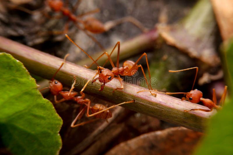 414 Gaster Ant Stock Photos - Free & Royalty-Free Stock Photos from ...