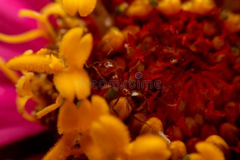 Little insect stock image. Image of small, insect, elements - 99139487