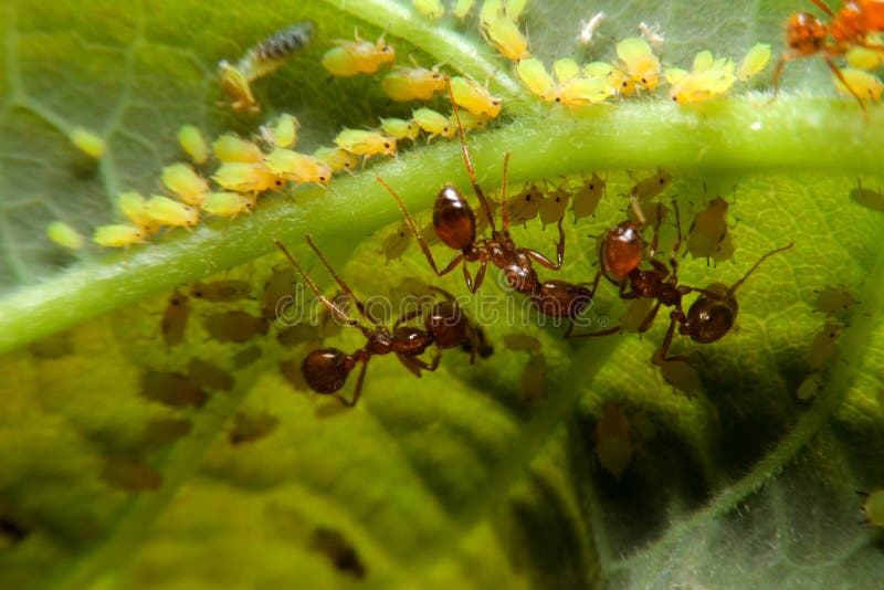 Insect on leaf stock photo. Image of wings, natural, life - 1728036