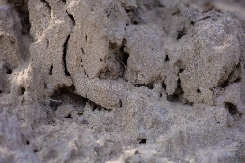 A Close-up of an Anthill, Showing the Complex Network of Tunnels and ...
