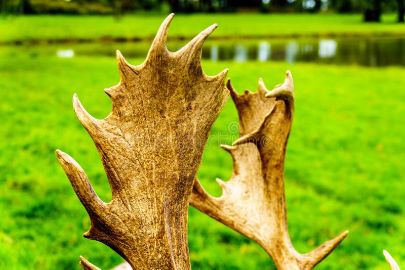 Close Up of the Antlers of a Fallow Deer Stock Image - Image of fall ...