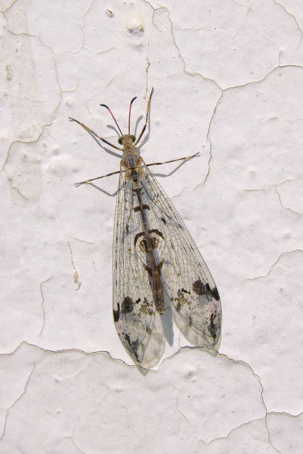 Antlion fly stock photo. Image of myrmeleontidae, insect - 280122984