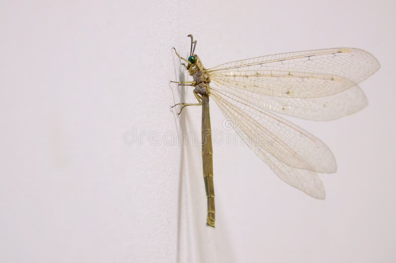 Antlion fly stock photo. Image of lion, wildlife, insects - 280596868