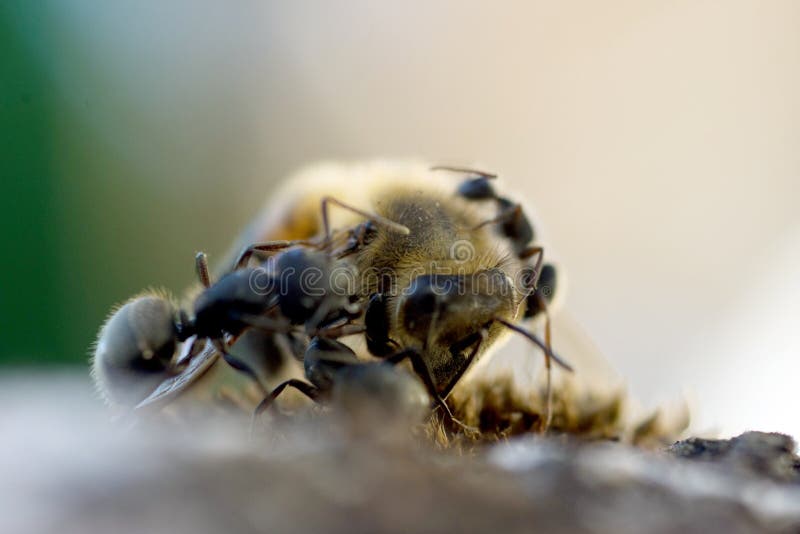 Ants and bee stock image. Image of food, insect, nature - 173427659
