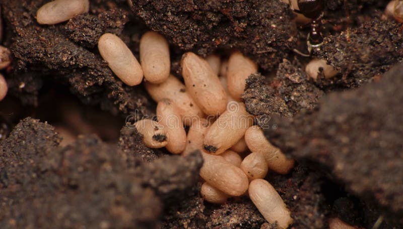 Ant eggs close up detail stock image. Image of close - 256555061