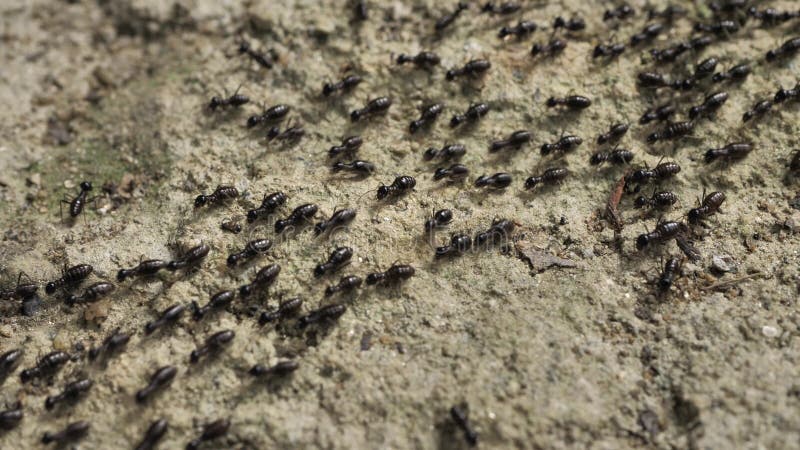 Ants moving close up stock video. Video of garden, nature - 145902137