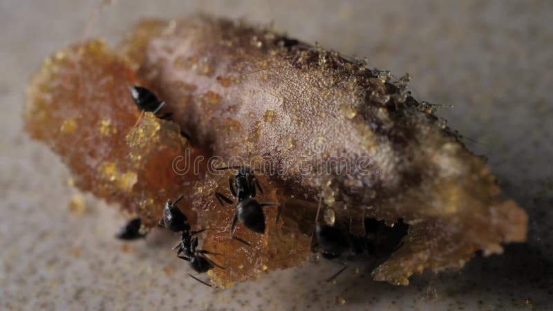 Ants moving close up stock video. Video of group, small - 146060309