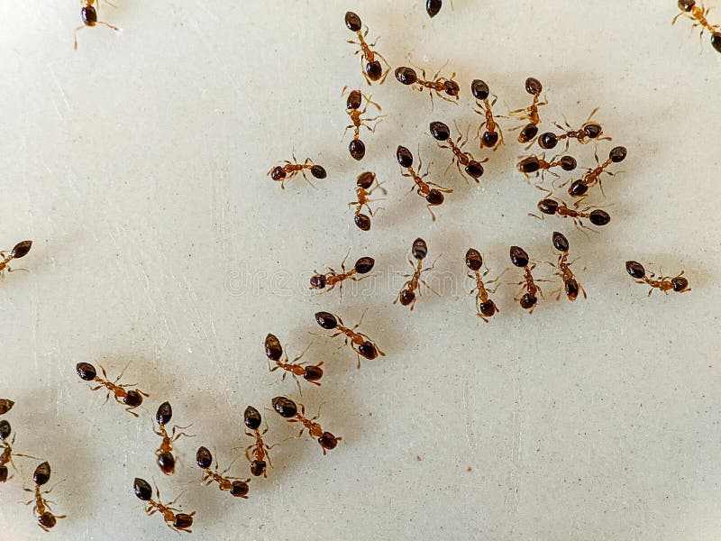Close-Up of Ants on a Surface Stock Photo - Image of foraging, detailed ...