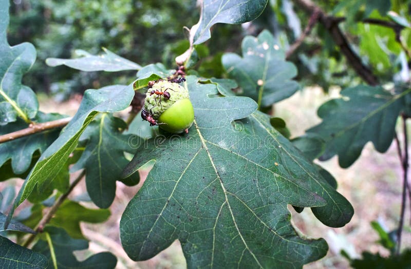 Close Up Ants Walking Leaf Acorn Oak Tree Stock Photos - Free & Royalty ...