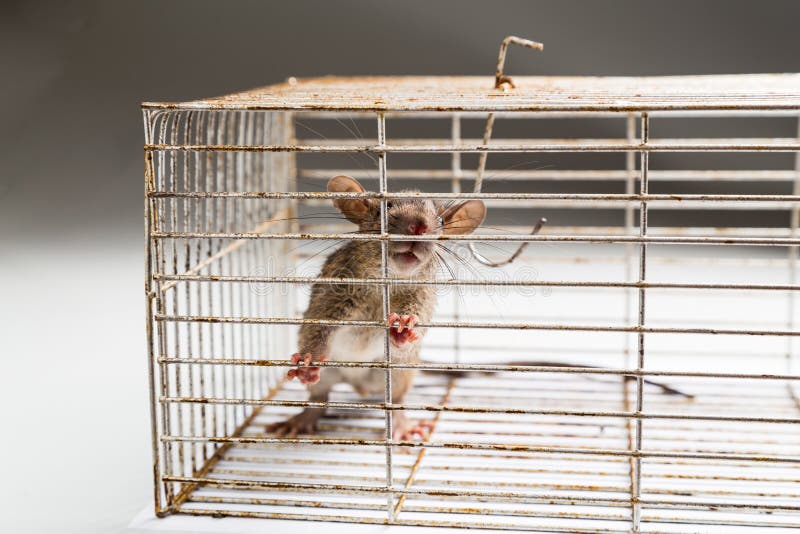 Close Up Of Anxious Rat Trapped And Caught In Metal Cage Stock Image ...