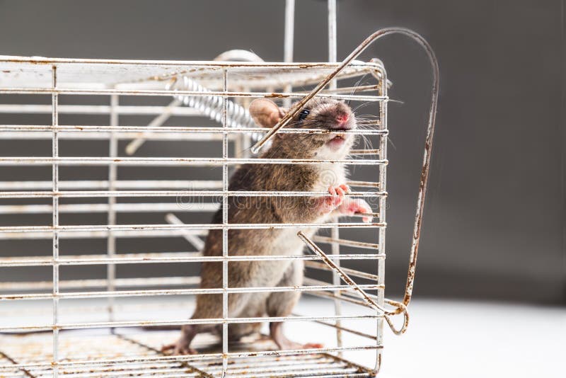 Close Up of Anxious Rat Trapped in Metal Cage Stock Photo - Image of bait, mousetrap: 62930642