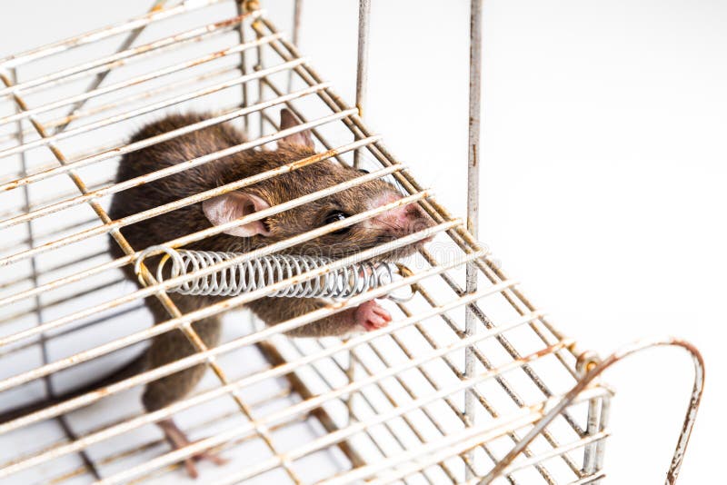 Close Up of Anxious Rat Trapped in Metal Cage Stock Image - Image of ...