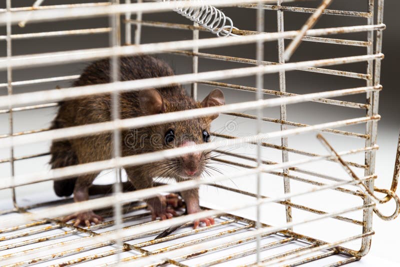 Close Up of Anxious Rat Trapped in Metal Cage Stock Image - Image of ...