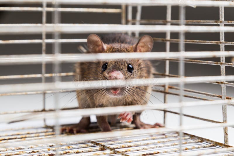 Close Up of Anxious Rat Trapped in Metal Cage Stock Image - Image of ...