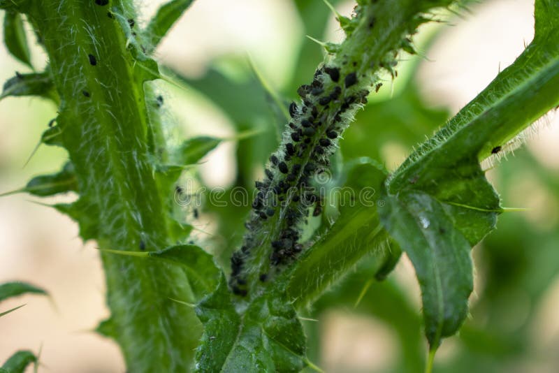 Close-up of Aphid-infested Plant Stock Photo - Image of garden, nature ...