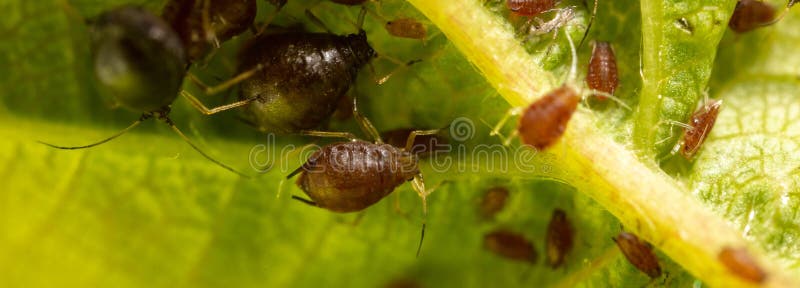 Close-up of Aphids on a Green Leaf. Stock Image - Image of aphidoidea ...