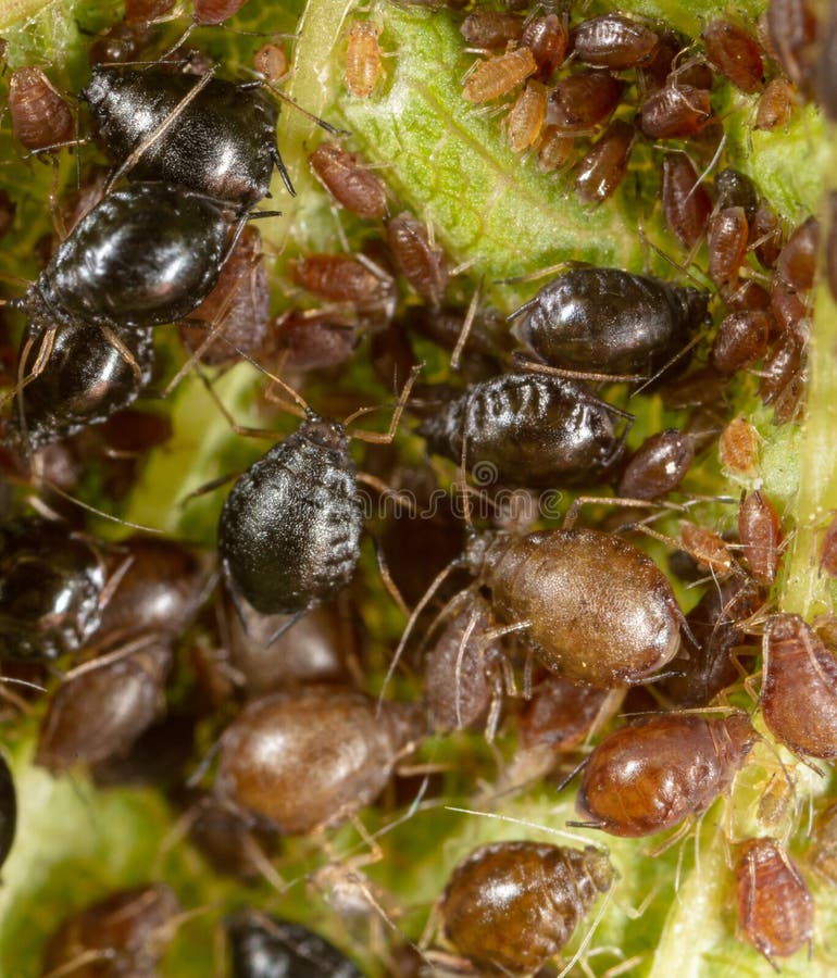 Aphids on Green Leaves of Plant. Selective Focus Stock Photo - Image of ...
