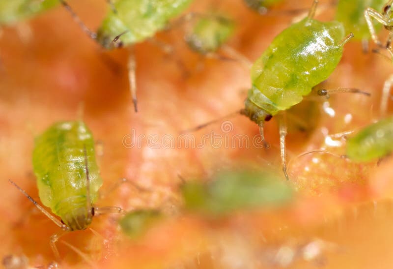 Close-up of Aphids on a Leaf of a Tree Stock Image - Image of fruit ...