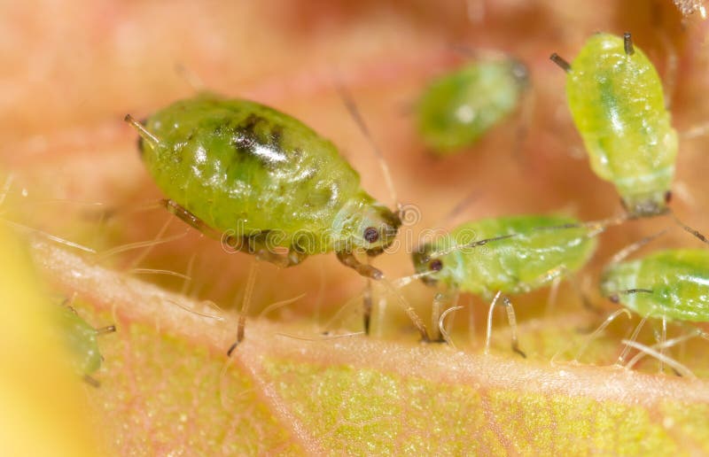 Close-up of Aphids on a Leaf of a Tree Stock Image - Image of ...