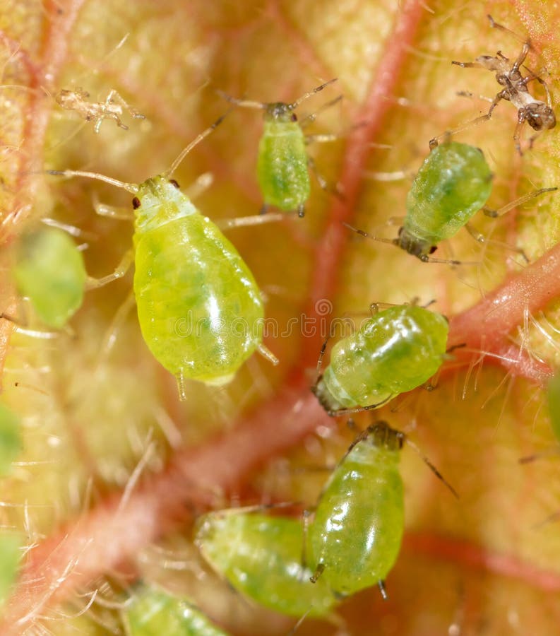 Close-up of Aphids on a Leaf of a Tree Stock Image - Image of fruit ...