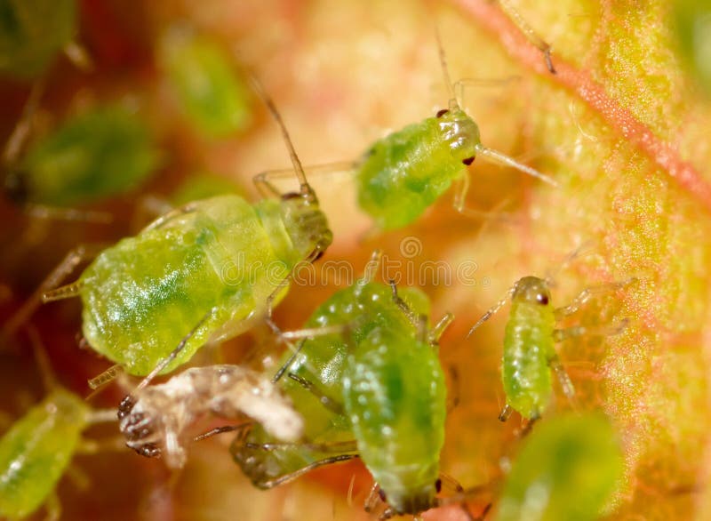 Close-up of Aphids on Human Skin. Stock Photo - Image of skin, closeup ...