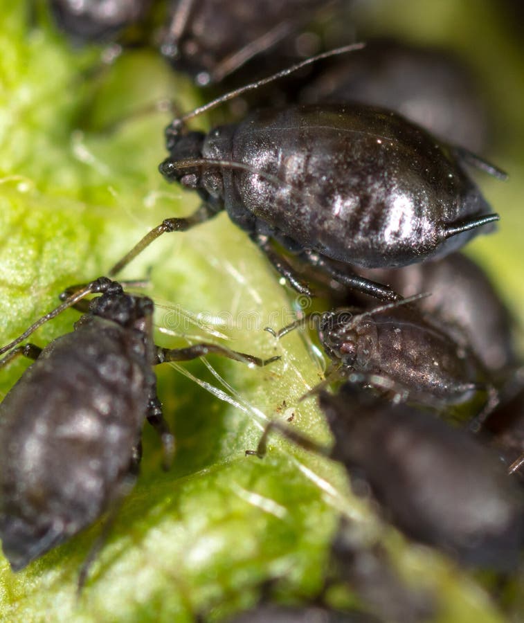 Close-up of Aphids on a Leaf of a Tree Stock Image - Image of fruit ...