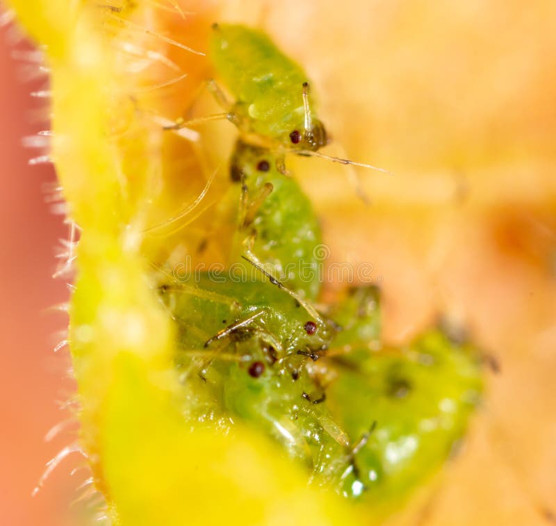 Close-up of Aphids on a Leaf of a Tree Stock Photo - Image of stem ...