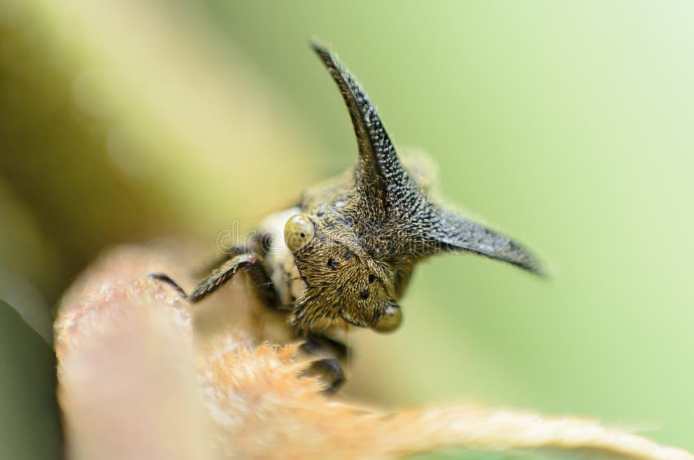 Close Up Aphids,Strange Treehopper Stock Image - Image of antenna, wing ...