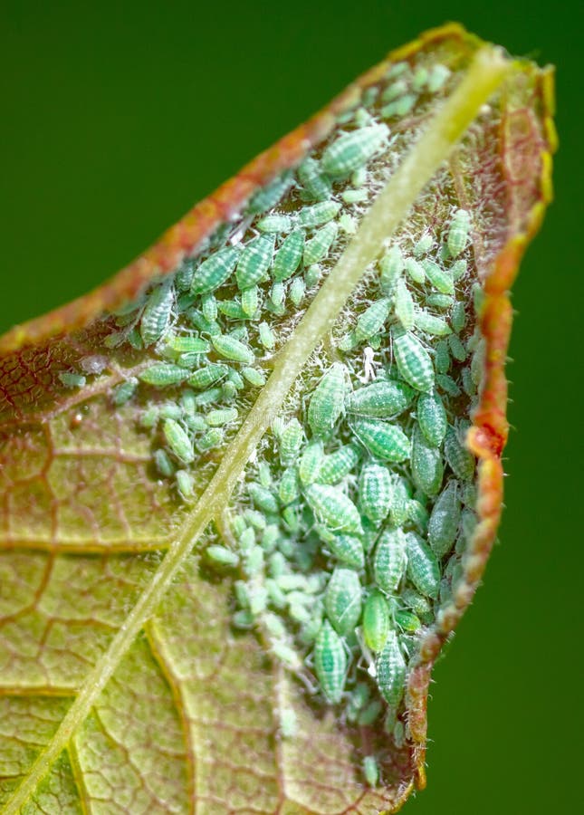 Close-up of Aphids on a Tree Leaf. Stock Image - Image of outdoors ...