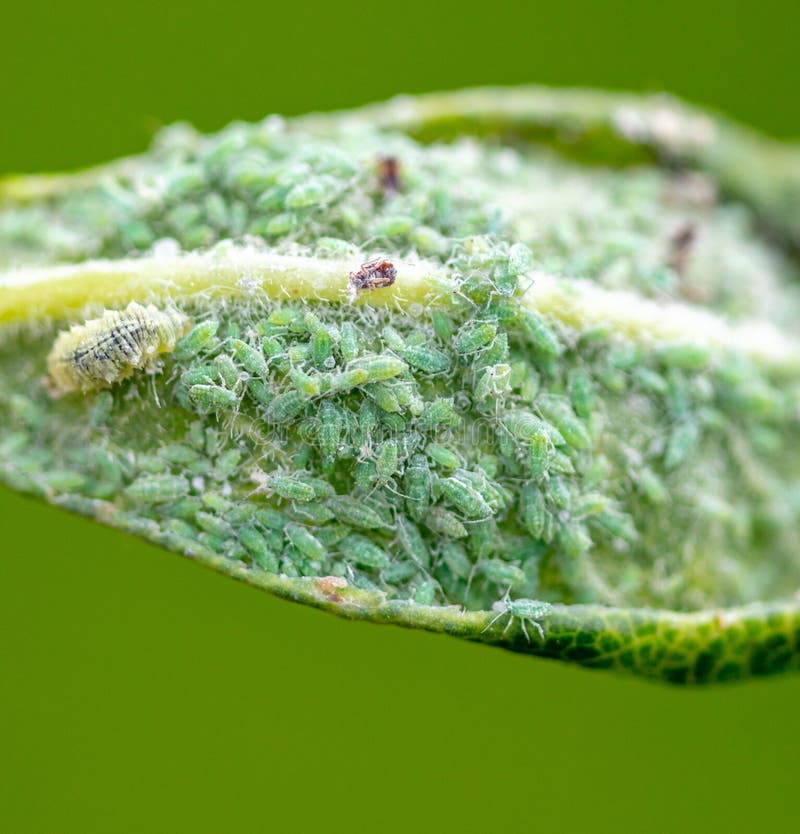 Close-up of Aphids on a Tree Leaf. Stock Image - Image of parasite ...