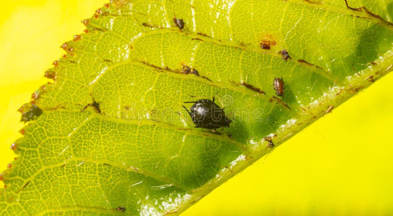 Close-up of Aphids on a Tree Leaf. Stock Photo - Image of cherry ...