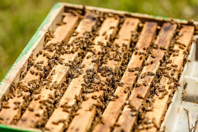 Close-up apiary stock photo. Image of beekeeper, honeycomb - 127659700