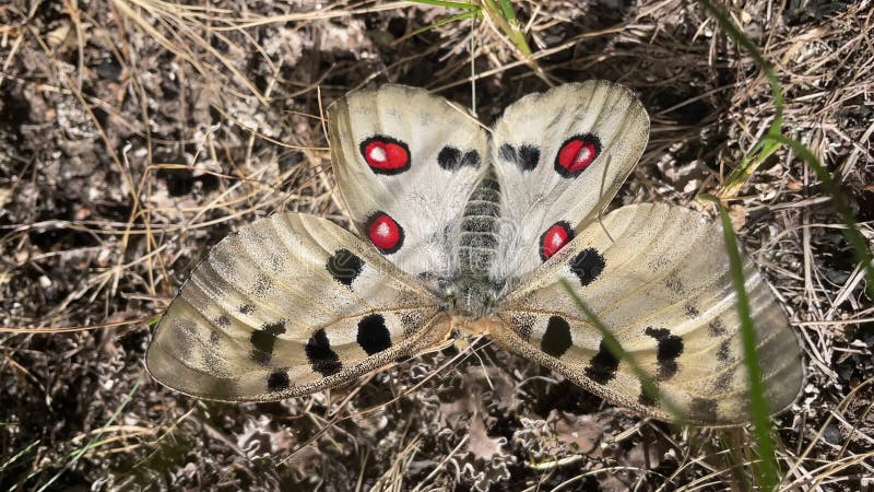 Close-up of an Apollo Parnassius Apollo Butterfly on a Ground in the ...