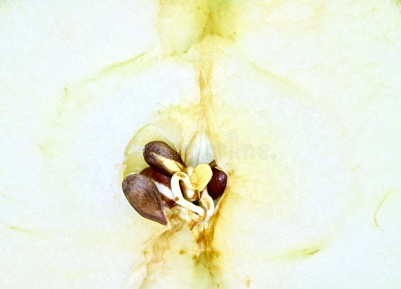Cut Apple with Seeds Sprouted Inside Stock Image - Image of fruit ...