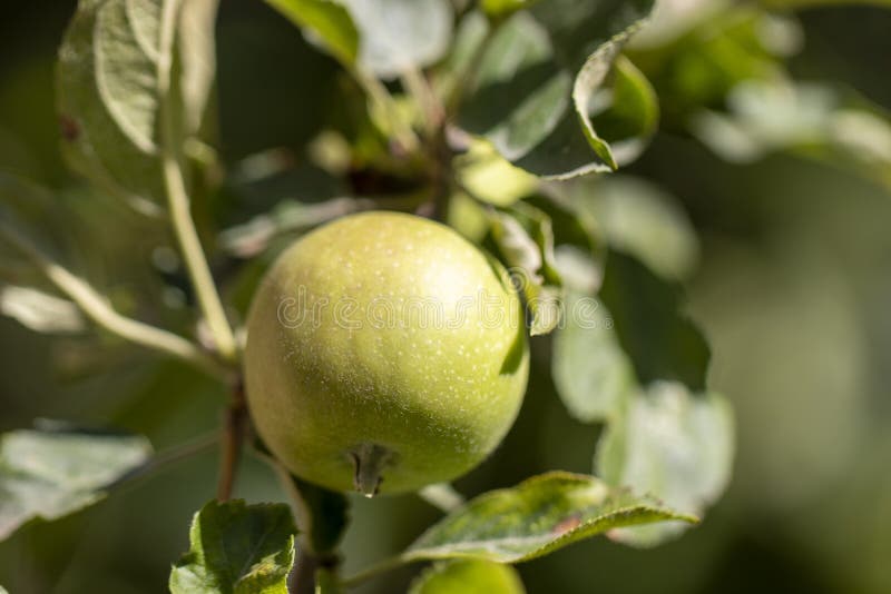 Close-up of Apple Fruits Standing on a Branch. Stock Photo - Image of ...