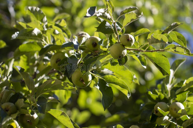Close-up of Apple Fruits Standing on a Branch. Stock Photo - Image of ...