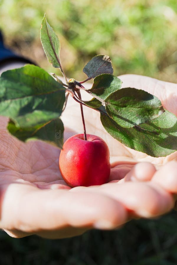 Close-Up of Apple with Leaves in Human Palms Stock Image - Image of ...
