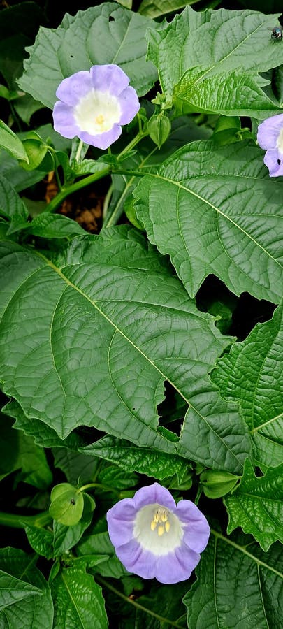Close Up of an Apple of Peru & X28;nicandra Physalodes& X29; Flower in ...