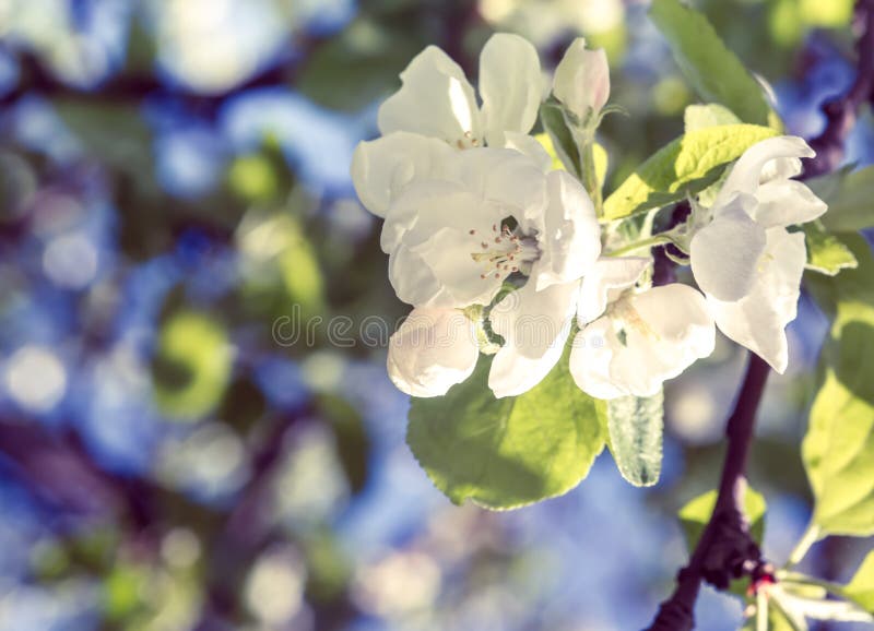 Close Up Apple Tree Flower with Leaves Stock Photo - Image of growth ...