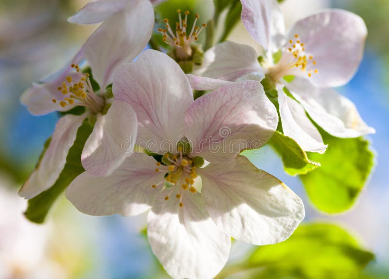 Close Up of the Apple Tree Flowers Stock Photo - Image of blooming ...