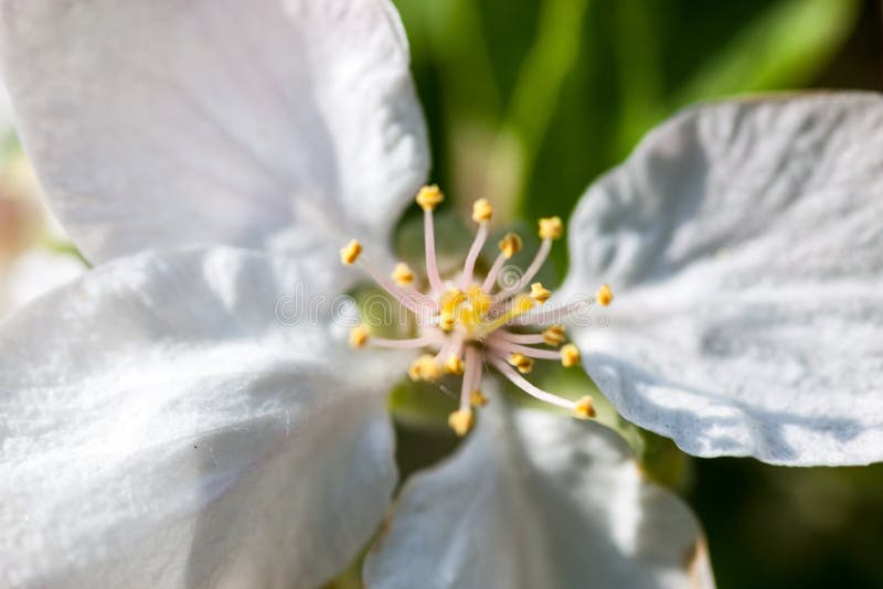 Close Up of the Apple Tree Flowers Stock Photo - Image of delicate ...