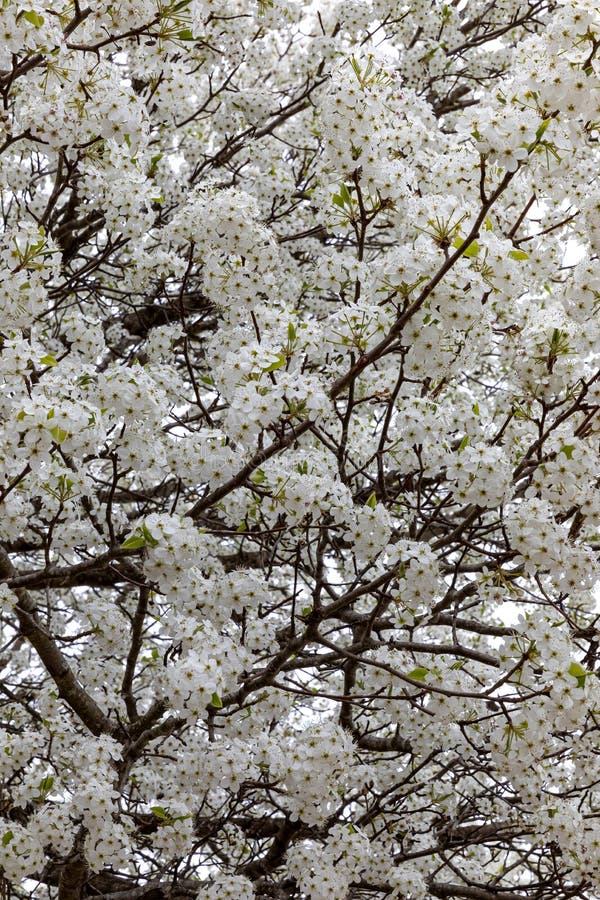 Close Up of a Apple Tree Full of White Blossoms in March Stock Photo ...