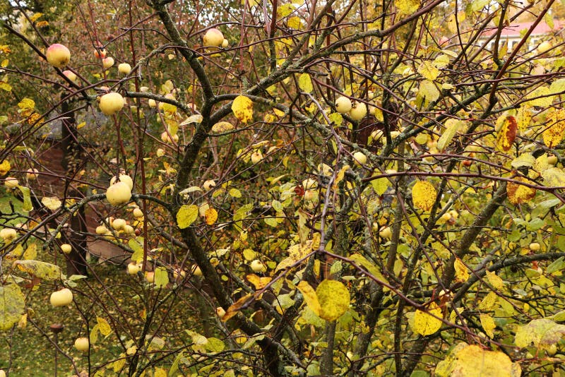 Close-up - Apples in Autumn on a Tree without Leaves Stock Photo ...