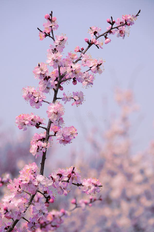 Spring apricot branch stock image. Image of natural - 178558207